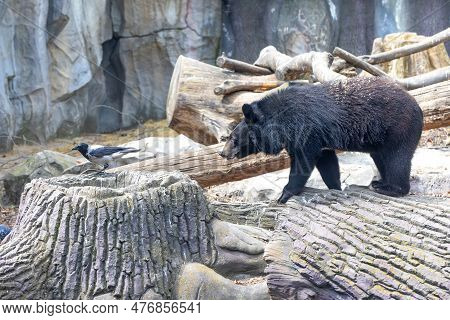 Grizzly Bear Walks Image & Photo (Free Trial) | Bigstock
