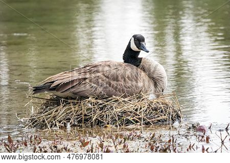 Canada Goose Tending Image & Photo (Free Trial) | Bigstock