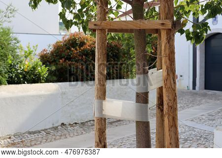 Tree Supports-young Image & Photo (Free Trial) | Bigstock
