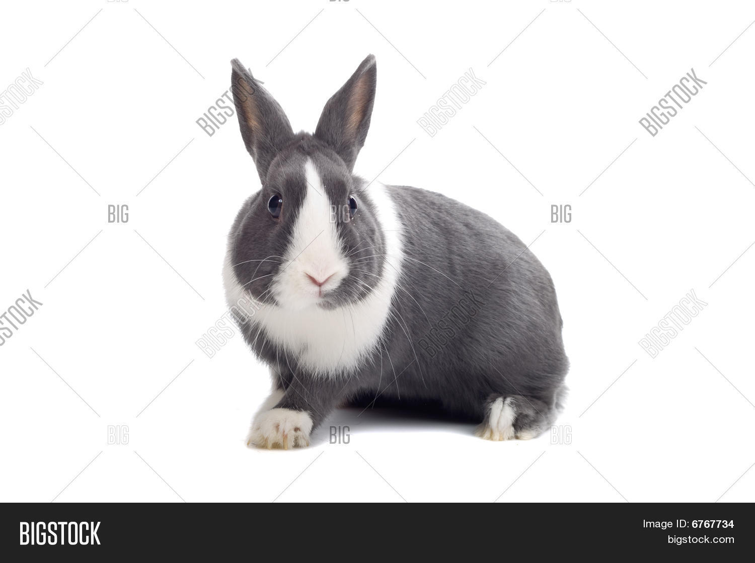 Grey White Rabbit Image & Photo (Free Trial) | Bigstock