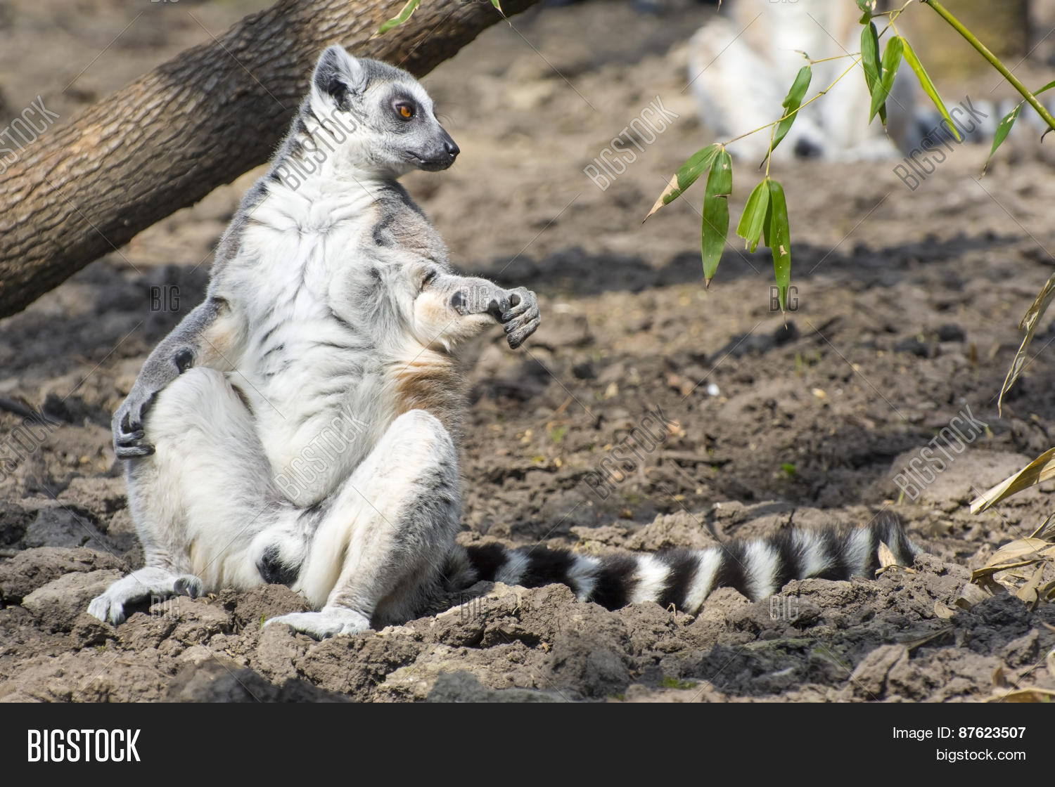 Ring-tailed Lemur ( Image & Photo (Free Trial) | Bigstock