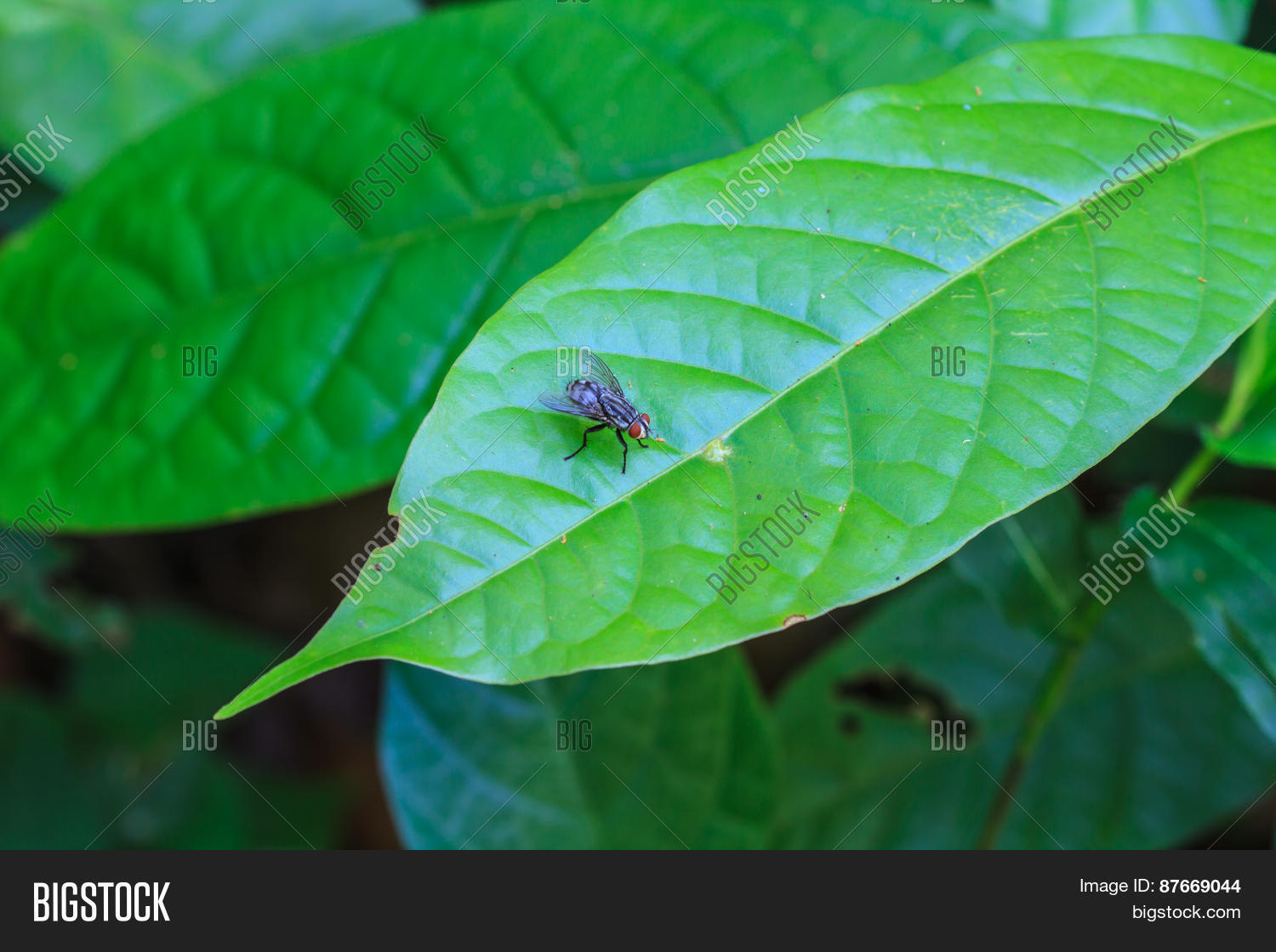 Blow Fly, Carrion Fly Image & Photo (Free Trial) | Bigstock
