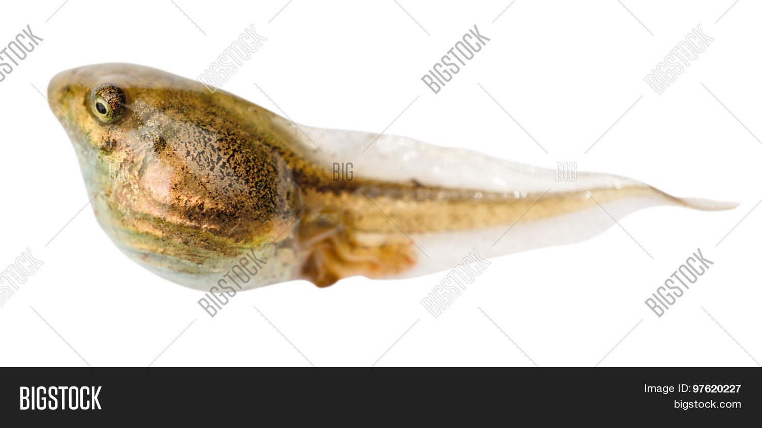 Tadpole Frog Close Image & Photo (Free Trial) | Bigstock
