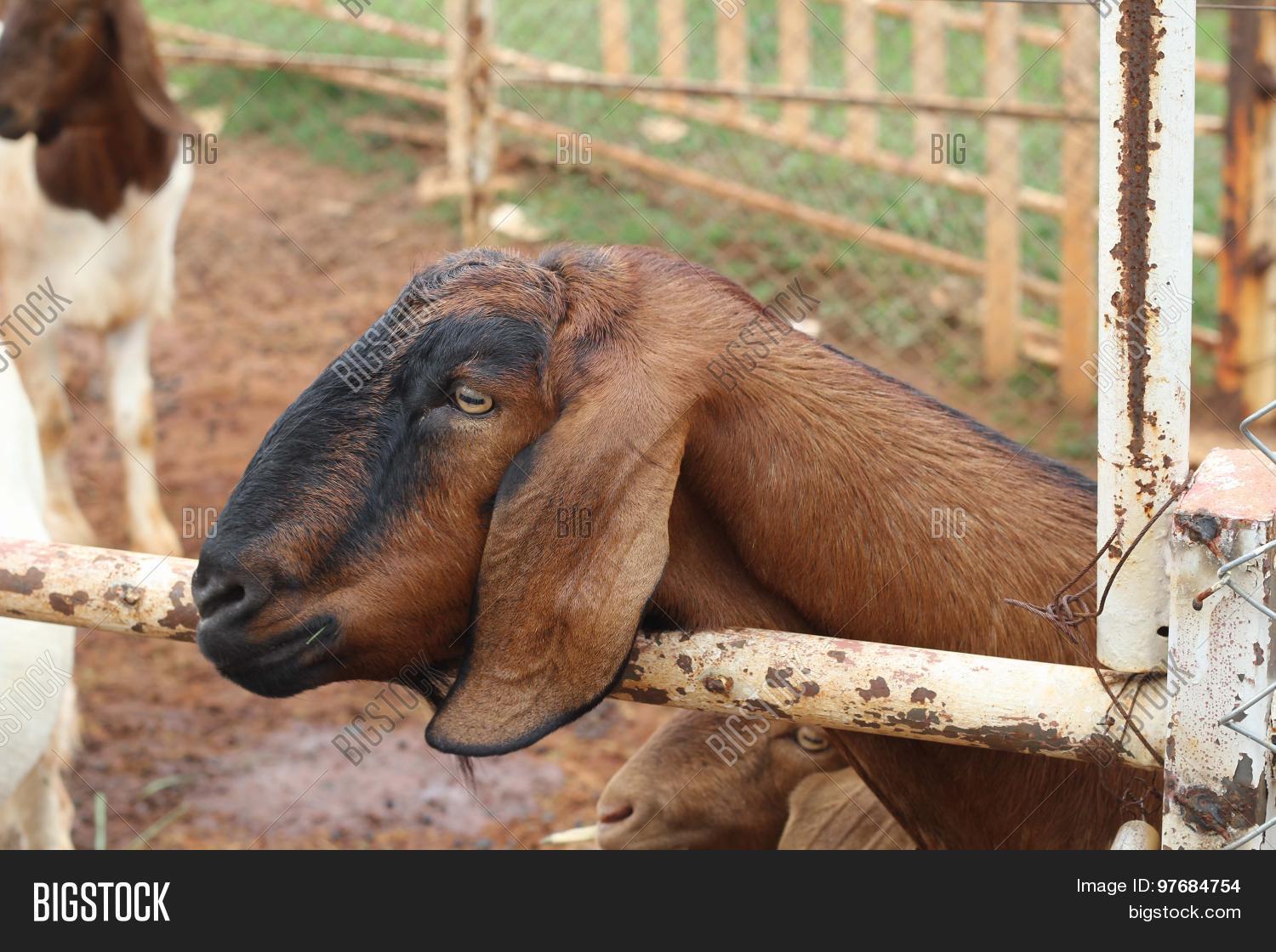 Goat Paddock Image & Photo (Free Trial) | Bigstock