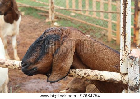 Goat Paddock Image & Photo (Free Trial) | Bigstock