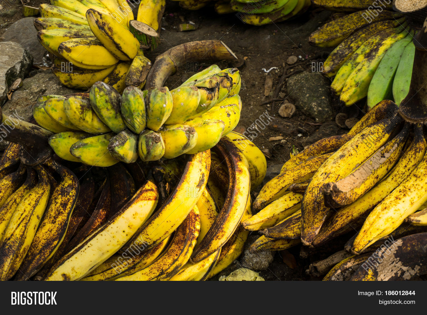 Ripe Plantains Banana Image & Photo (Free Trial) | Bigstock
