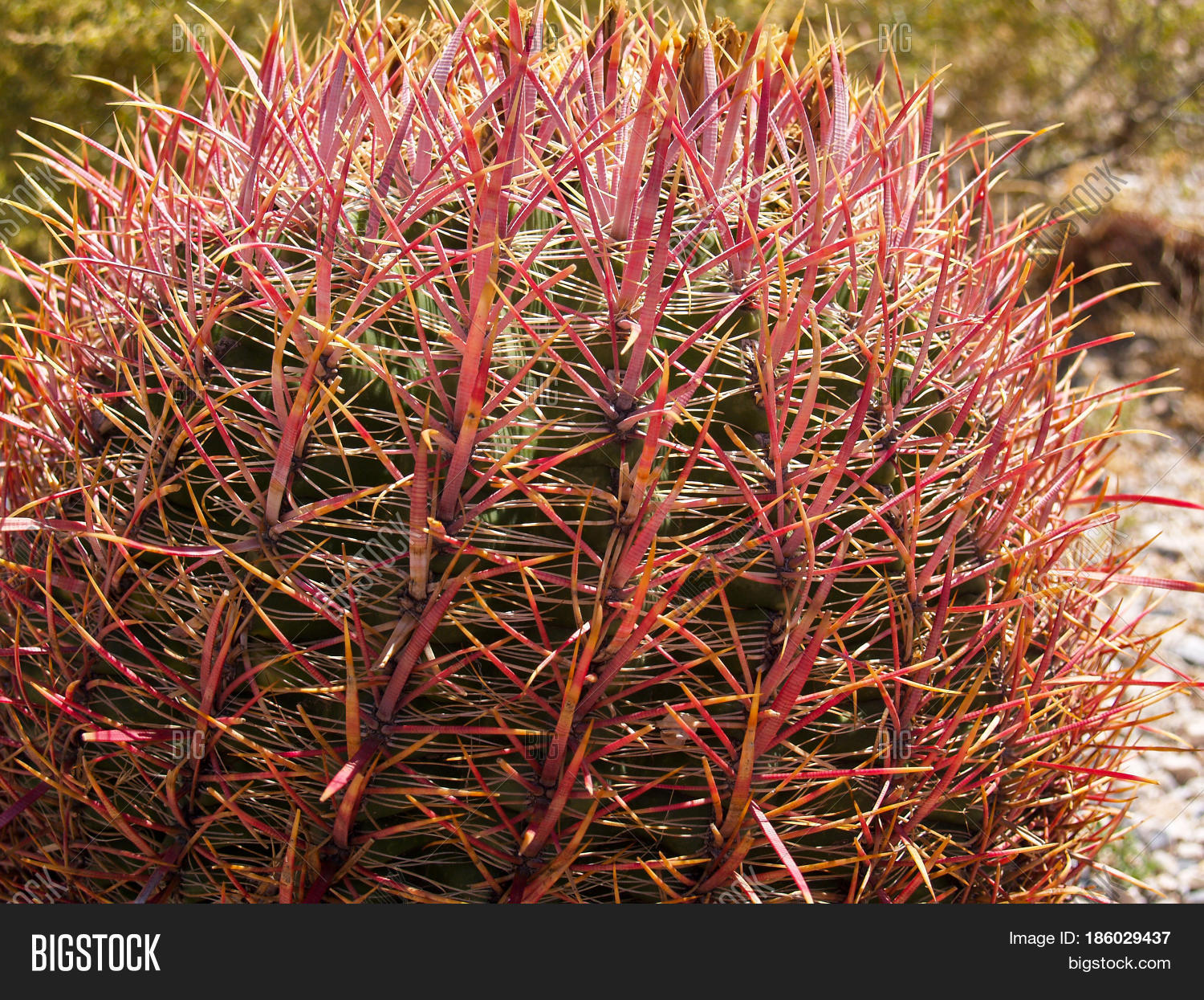 Red Spiky Growth On Image & Photo (Free Trial) | Bigstock