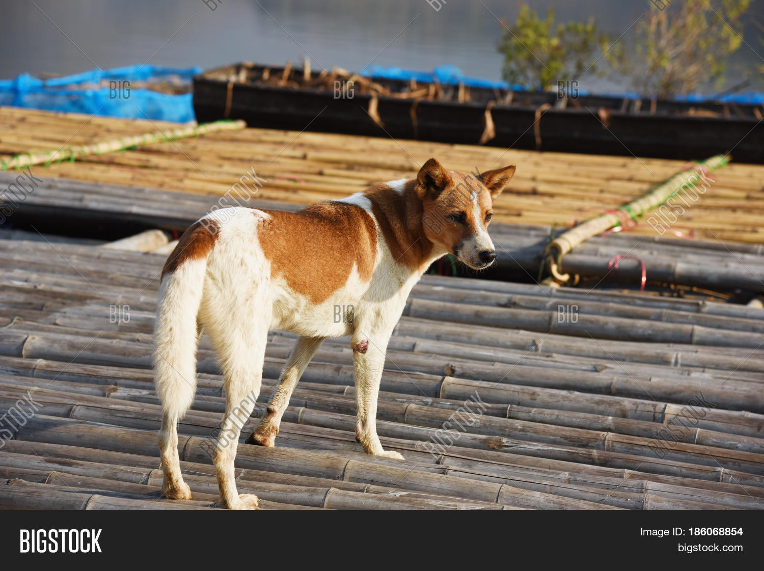 Brown Vagrant Dog Image & Photo (Free Trial) | Bigstock