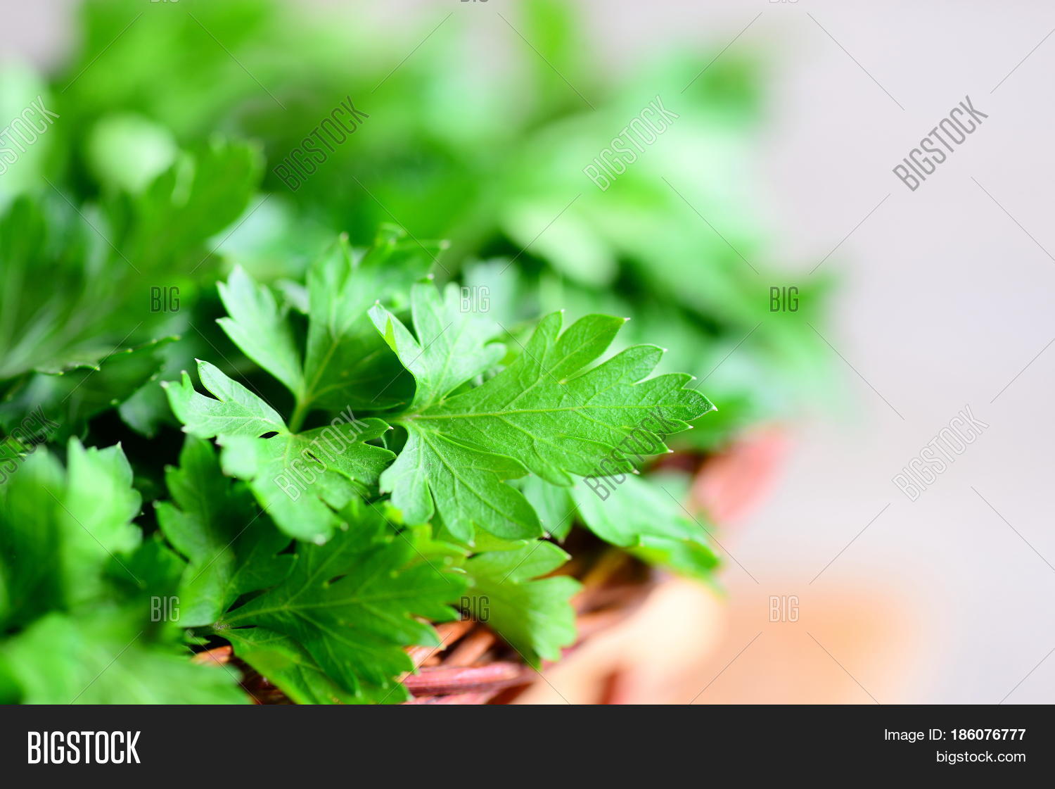 Organic Parsley Leaves Image & Photo (Free Trial) | Bigstock