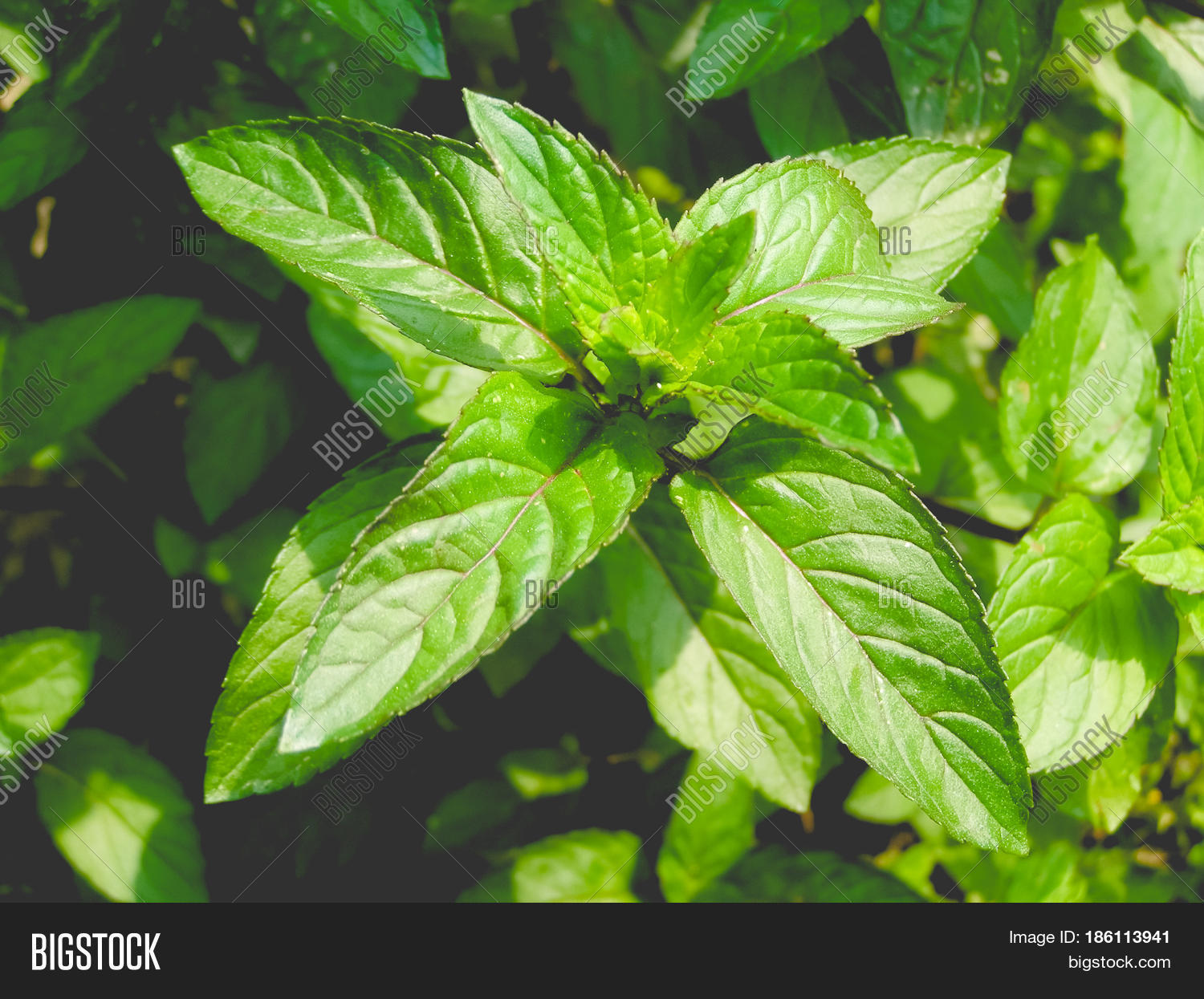 Peppermint Picture, Image & Photo (Free Trial) | Bigstock