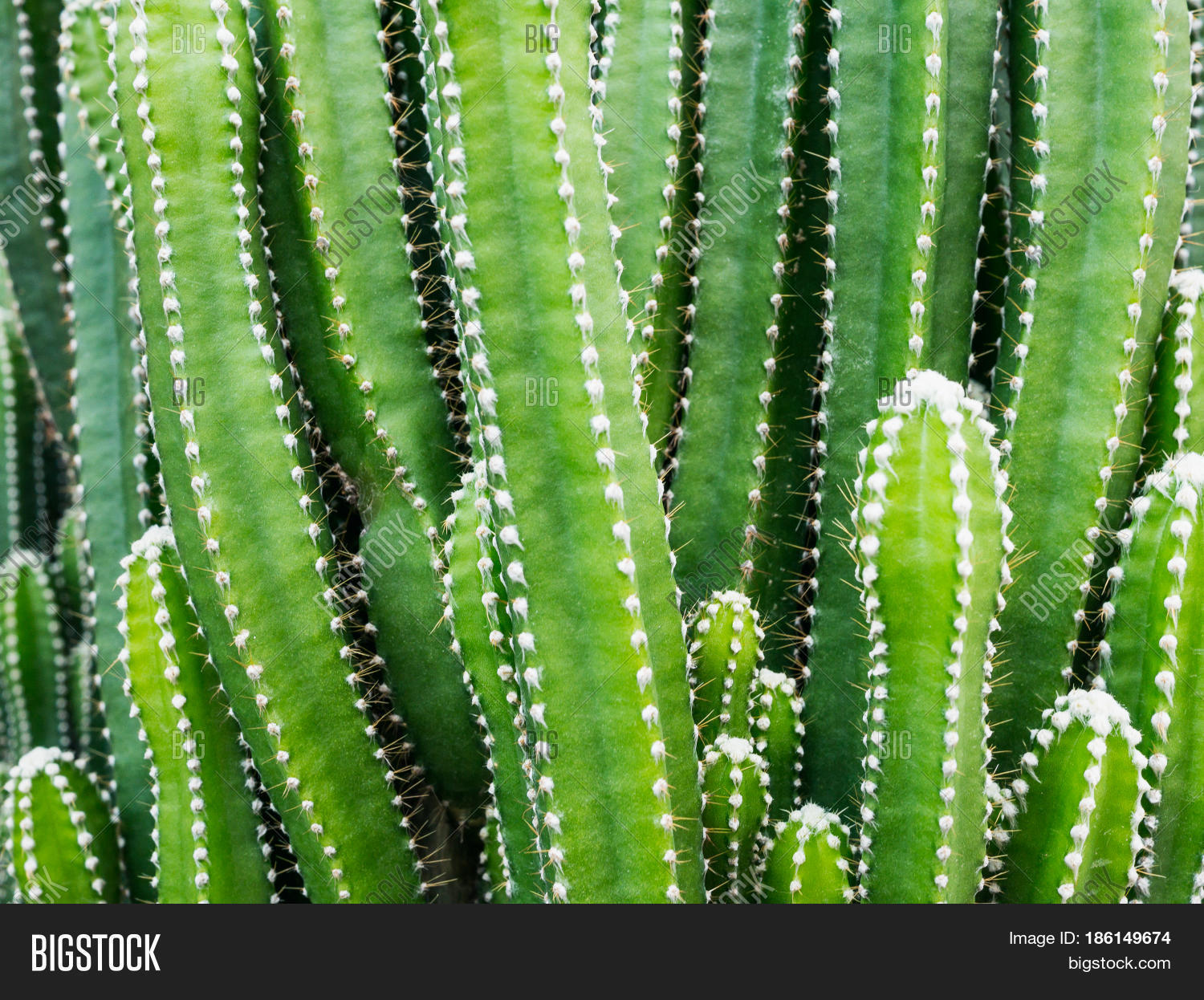 Groups Green Cactus Image & Photo (Free Trial) | Bigstock