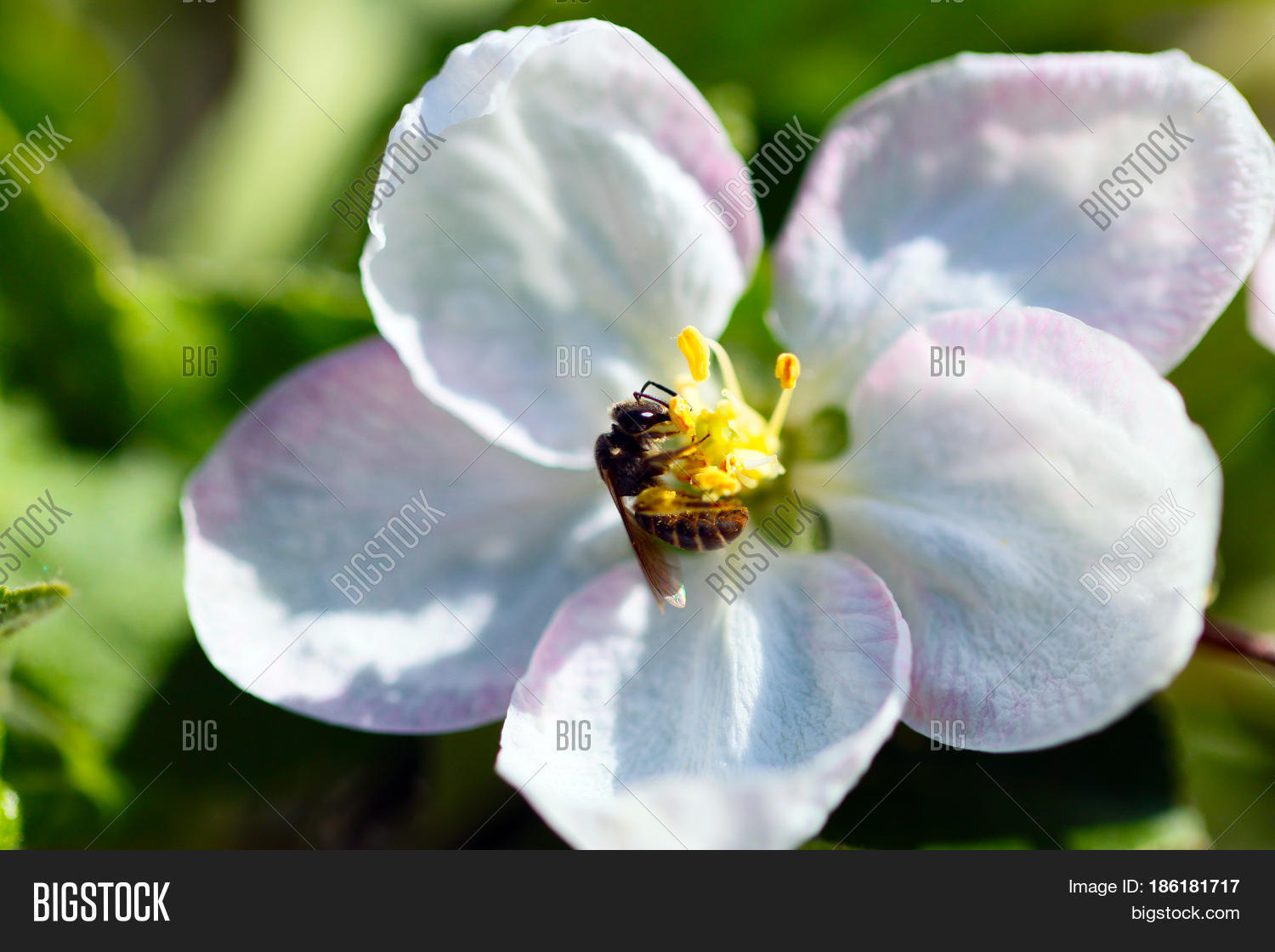Boiling White Flowers Image & Photo (Free Trial) | Bigstock