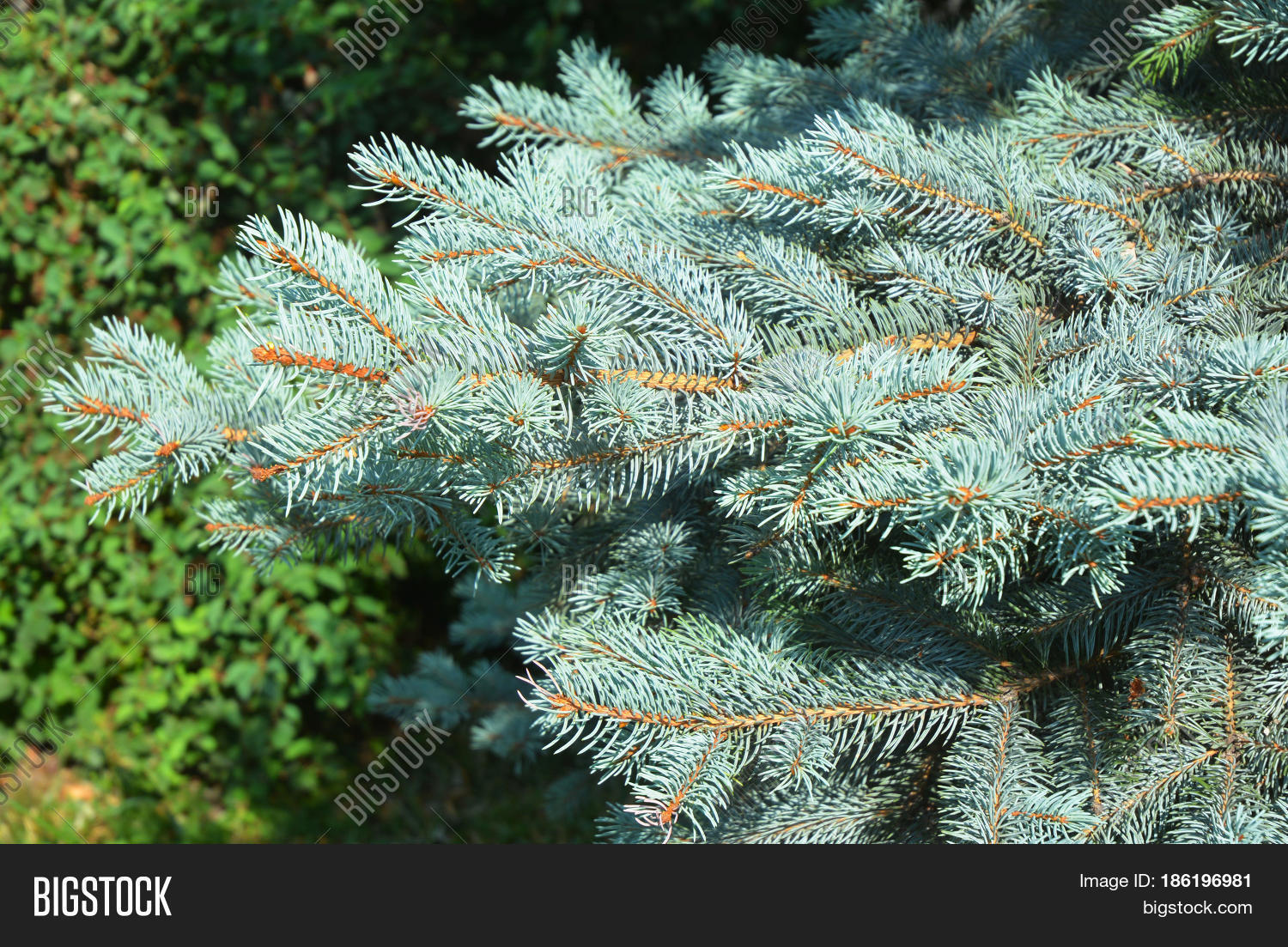 Blue Spruce Branches Image & Photo (Free Trial) | Bigstock