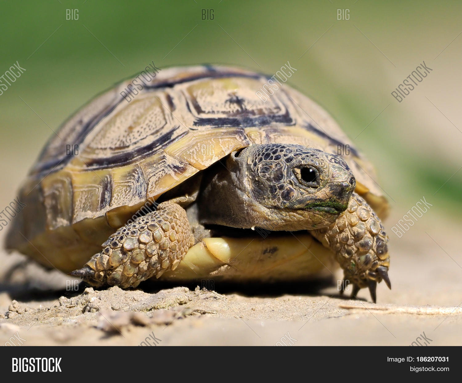 Spur Thighed Turtle ( Image & Photo (Free Trial) | Bigstock