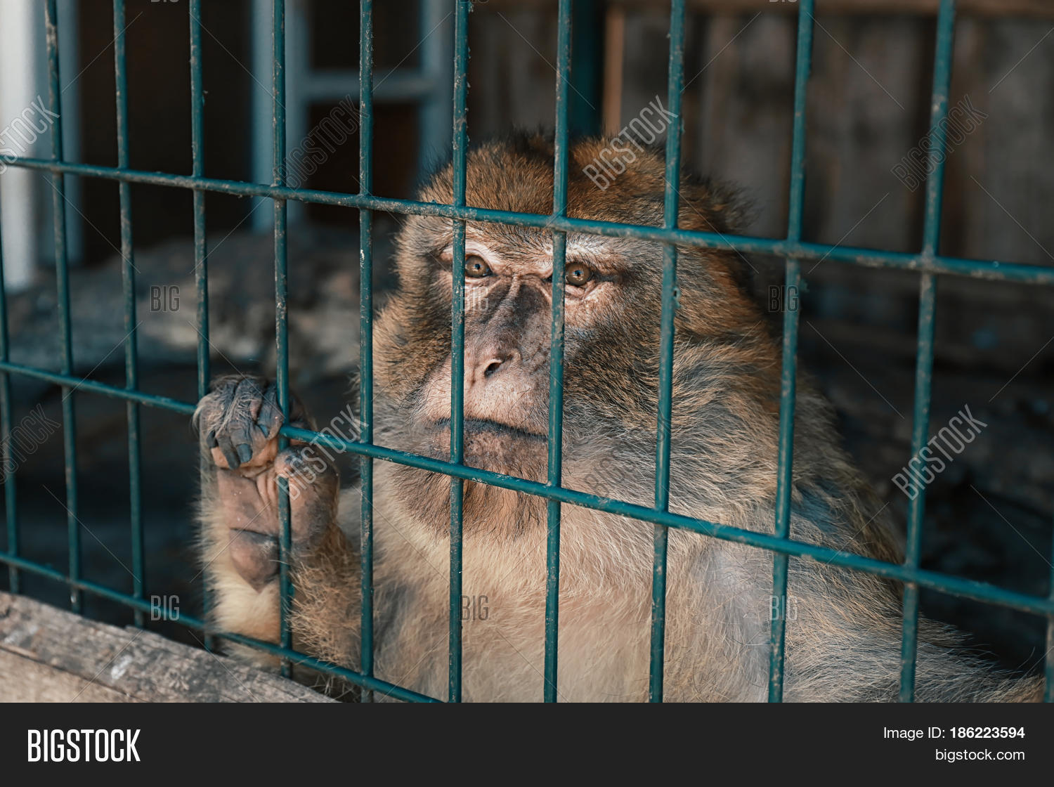 Cute Monkey Sitting Image & Photo (Free Trial) | Bigstock