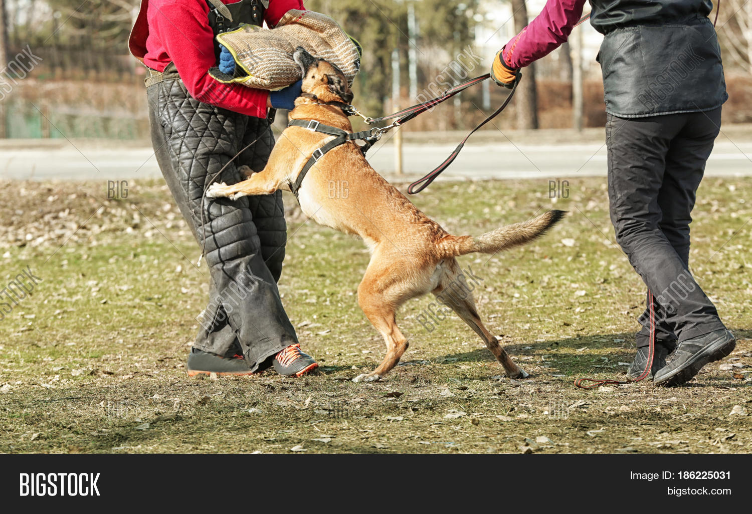 Training Working Dog Image & Photo (Free Trial) | Bigstock