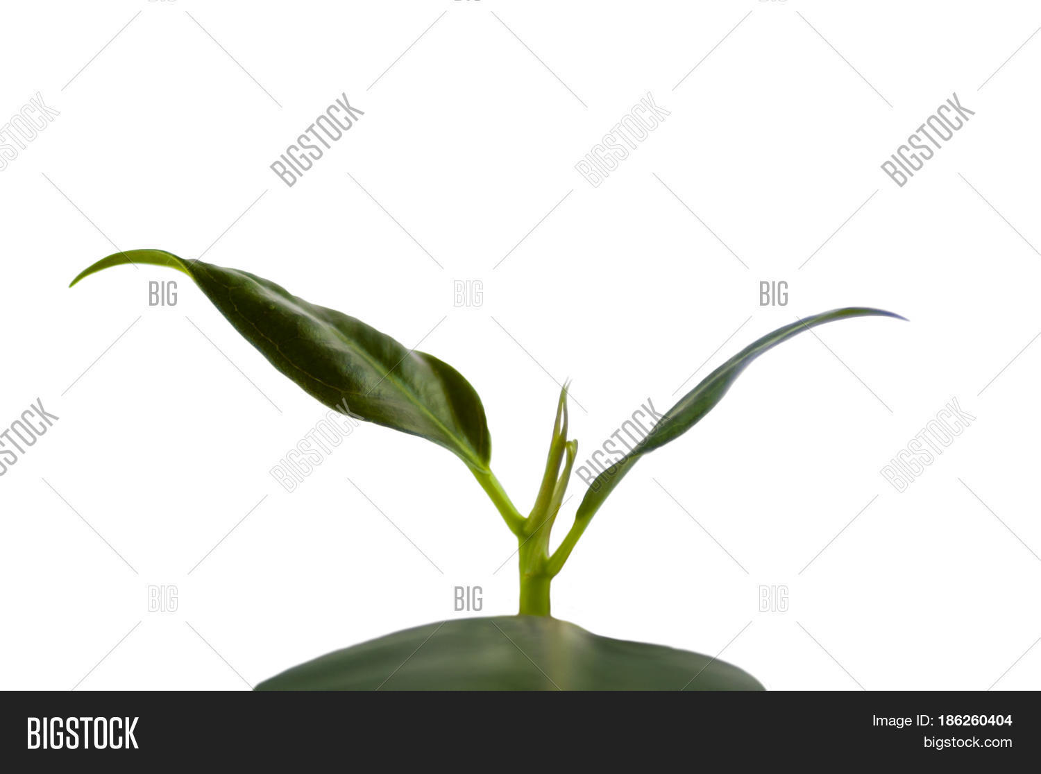 Small Branch Ficus Image & Photo (Free Trial) | Bigstock