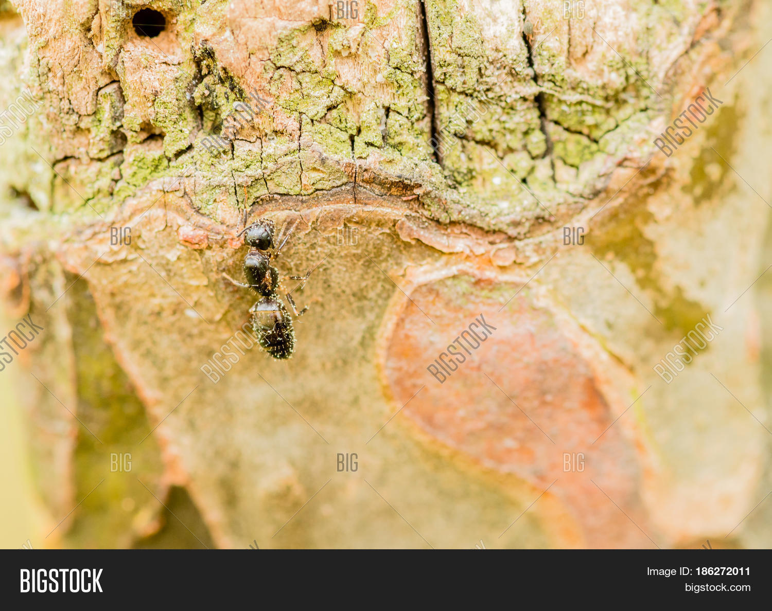 Closeup Ant Particles Image & Photo (Free Trial) | Bigstock
