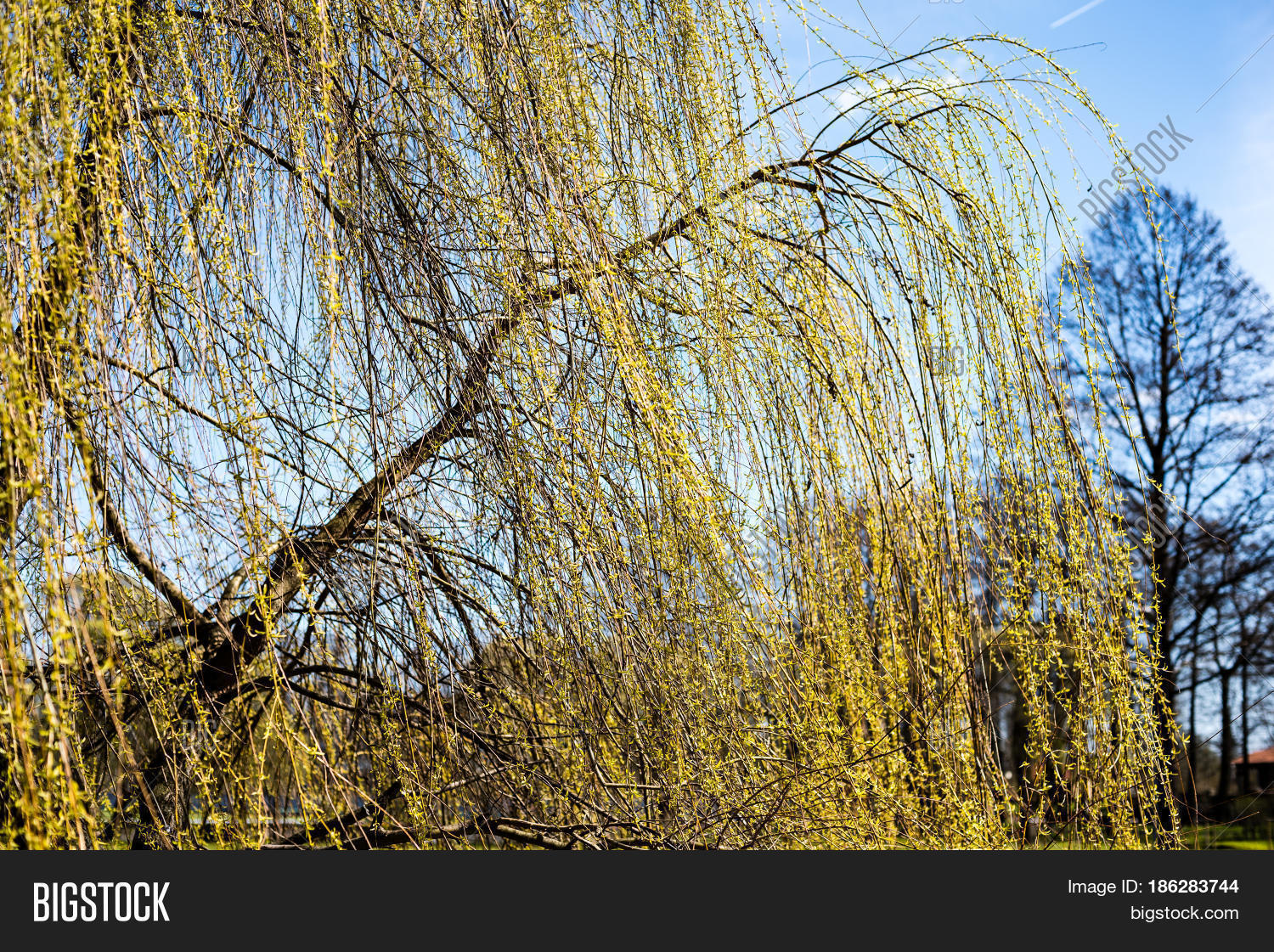Trees Forest - Crown Image & Photo (Free Trial) | Bigstock