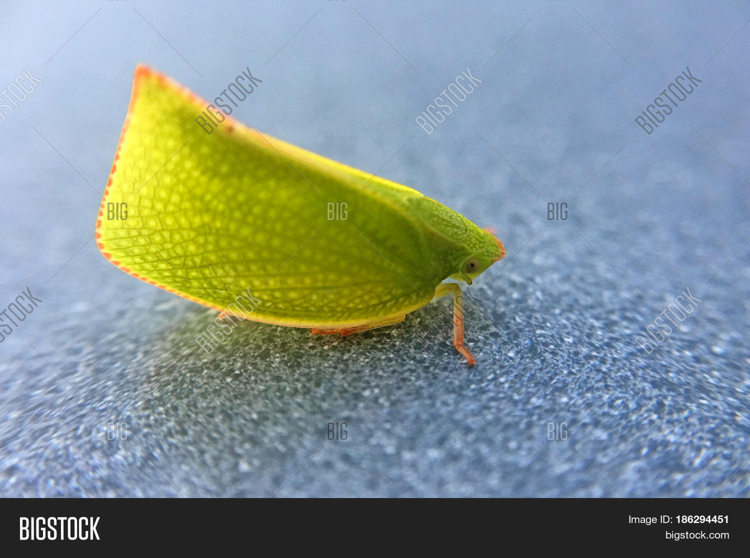 Green Planthopper Image & Photo (Free Trial) | Bigstock