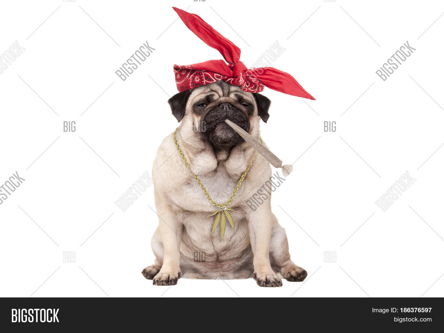 Cute Pug Puppy Dog Image & Photo (Free Trial) | Bigstock