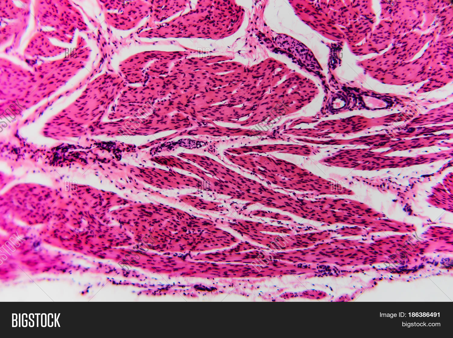 Cell Microscopic- Image & Photo (Free Trial) | Bigstock