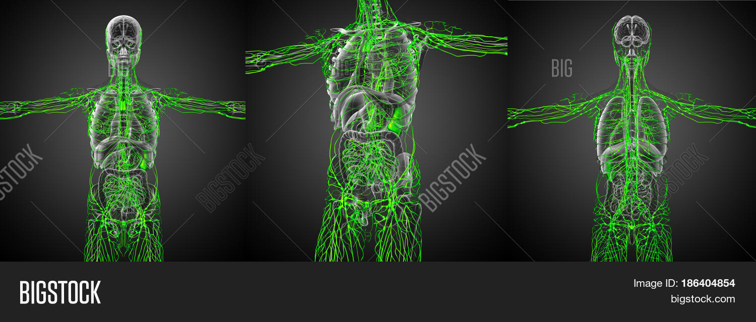 3D Rendering Medical Image & Photo (Free Trial) | Bigstock
