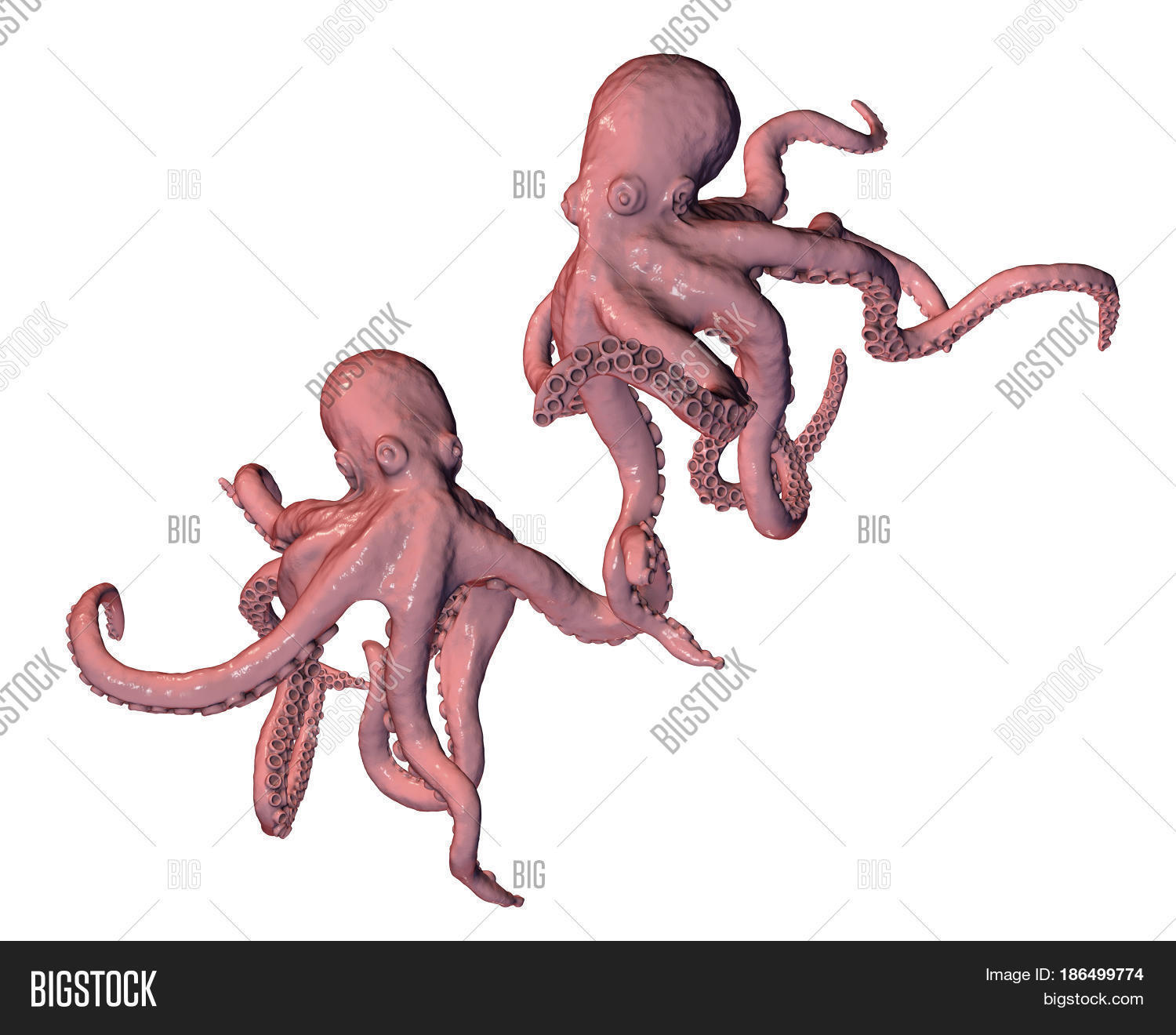 Octopuses Holding Image & Photo (Free Trial) | Bigstock