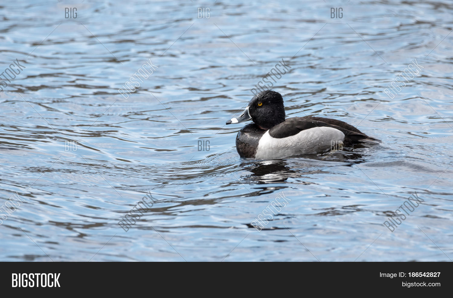 Bufflehead Ducks ( Image & Photo (Free Trial) | Bigstock