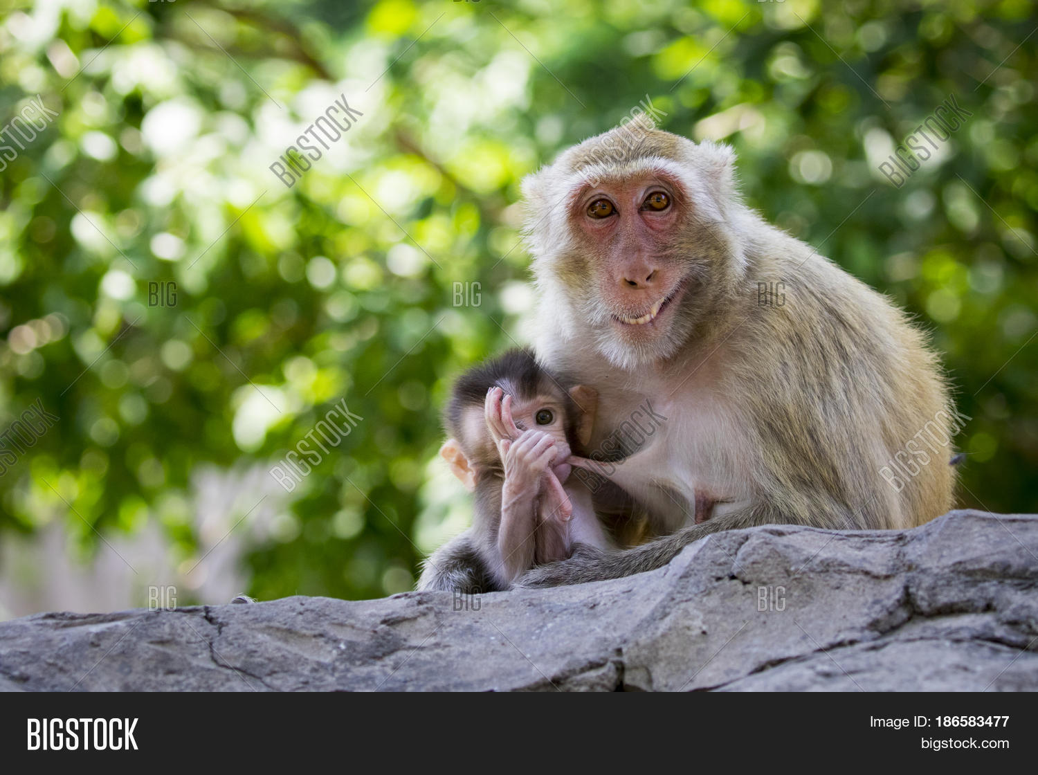 Image Mother Monkey Image & Photo (Free Trial) | Bigstock