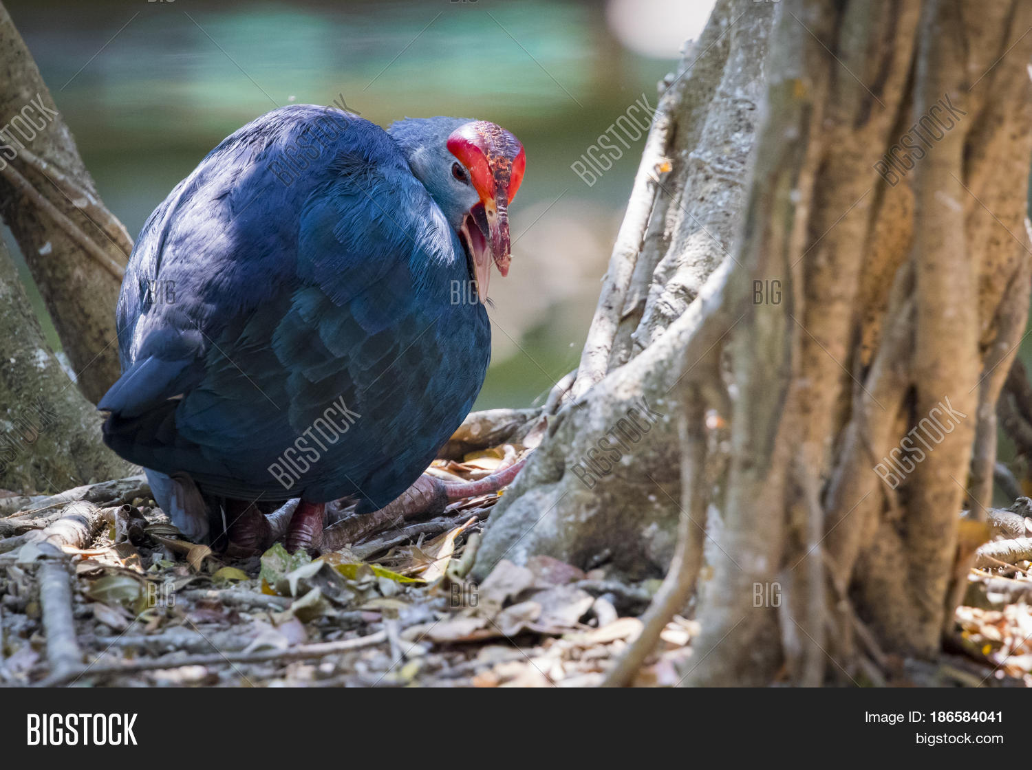 Image Pukeko Bird On Image & Photo (Free Trial) | Bigstock