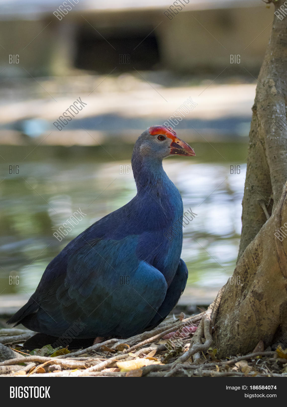 Image Pukeko Bird On Image & Photo (Free Trial) | Bigstock