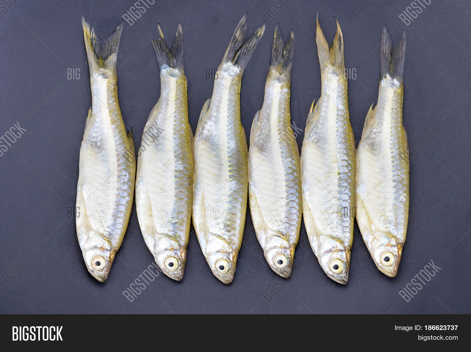 Minnow (apollo Shark) Image & Photo (Free Trial) | Bigstock