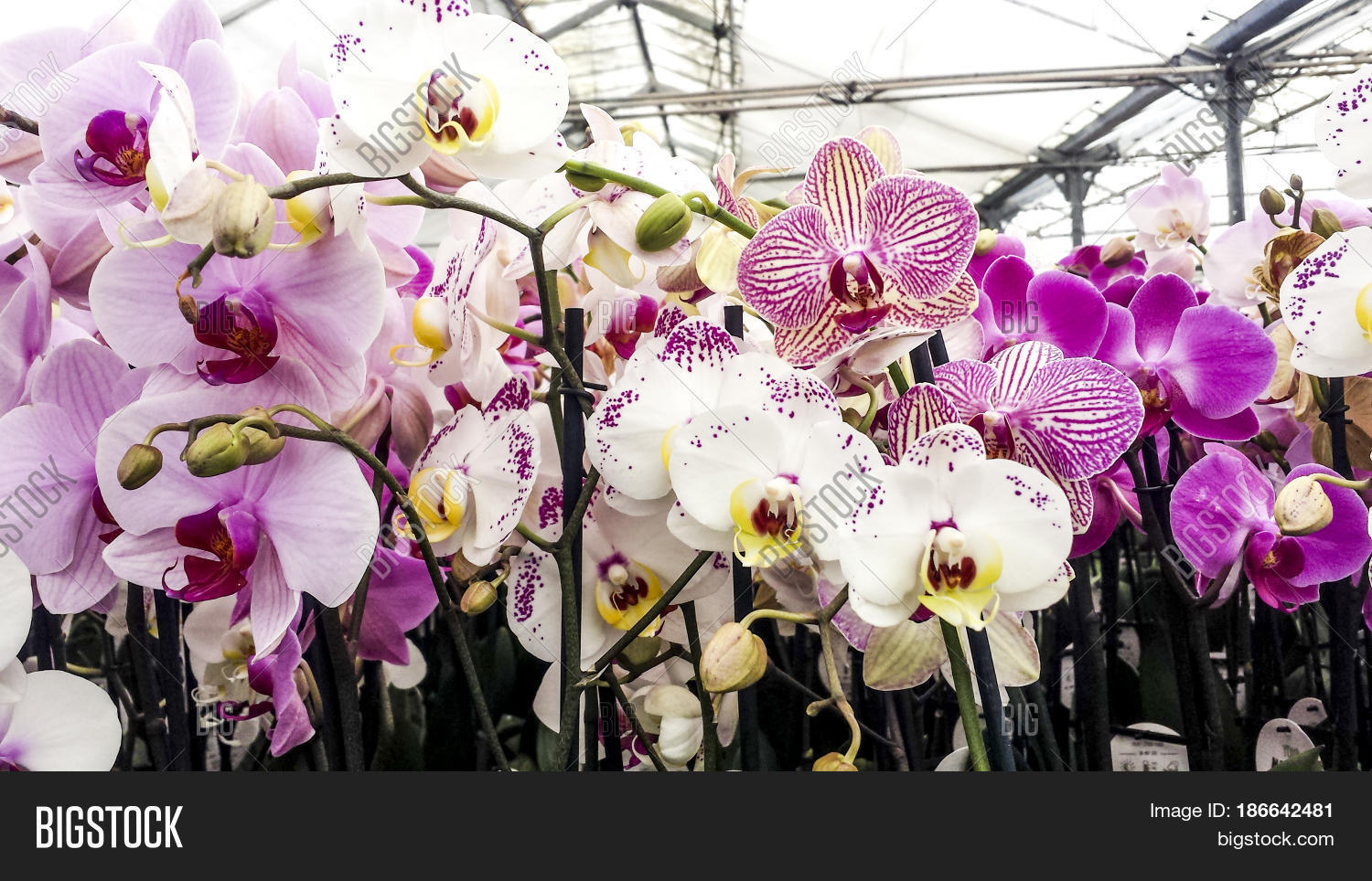 Colorful Moth Orchids Image & Photo (Free Trial) | Bigstock