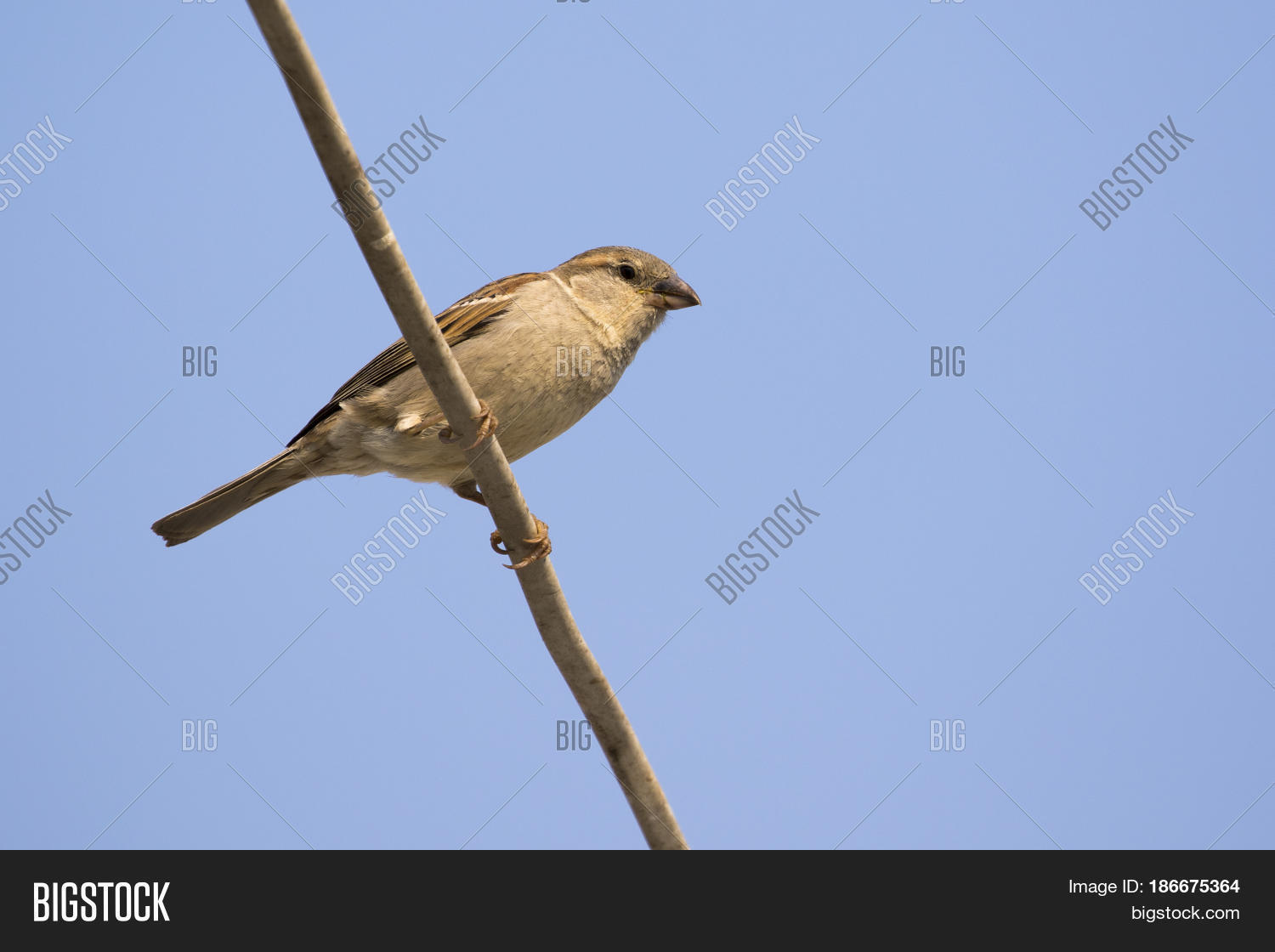 Image Sparrow On Sky Image & Photo (Free Trial) | Bigstock