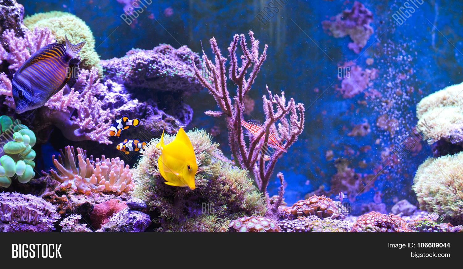 Reef Tank, Marine Image & Photo (Free Trial) | Bigstock