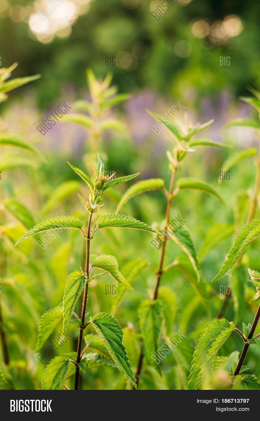 Twigs Wild Plant Image & Photo (Free Trial) | Bigstock