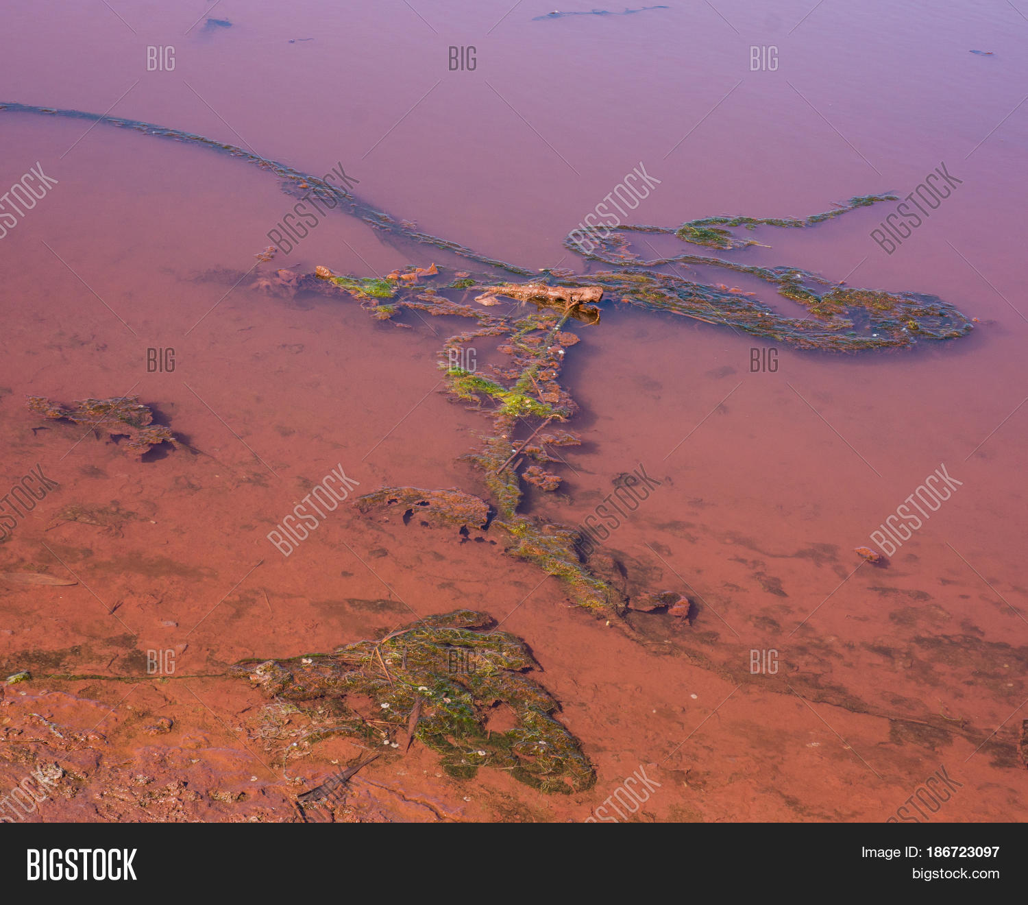 Blue Green Algae Water Image & Photo (Free Trial) | Bigstock