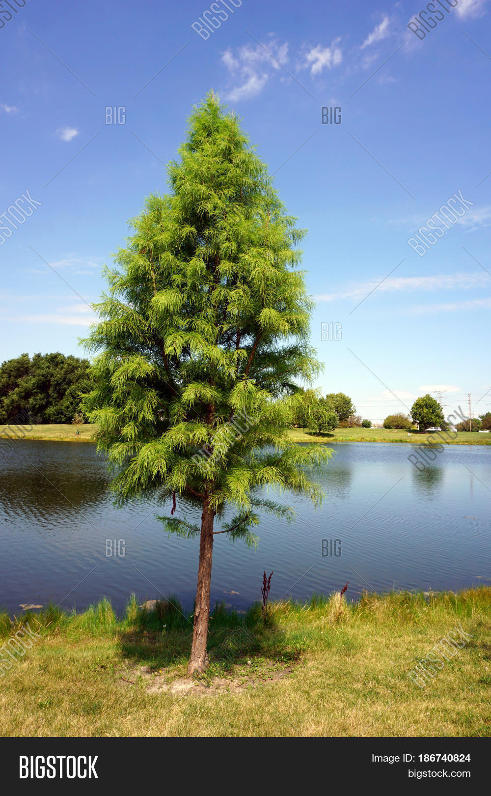 Japanese Cedar Tree ( Image & Photo (Free Trial) | Bigstock