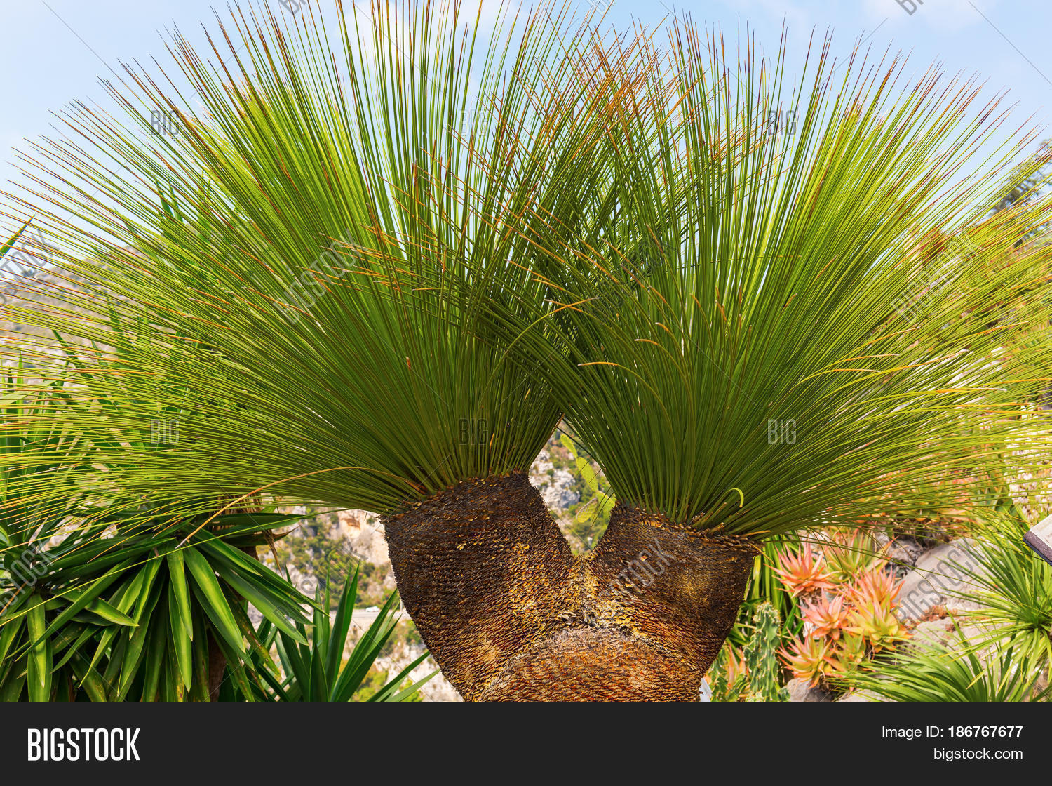 Exotique Plant Image & Photo (Free Trial) | Bigstock