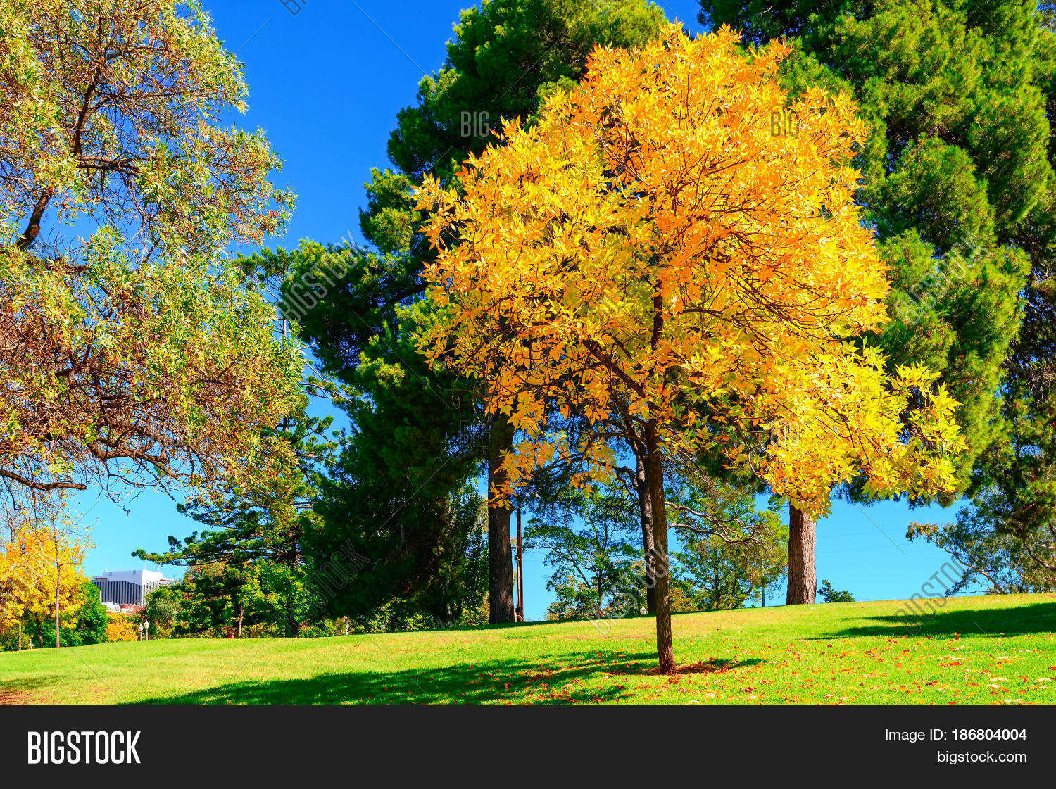 Bright Yellow Tree Image & Photo (Free Trial) | Bigstock