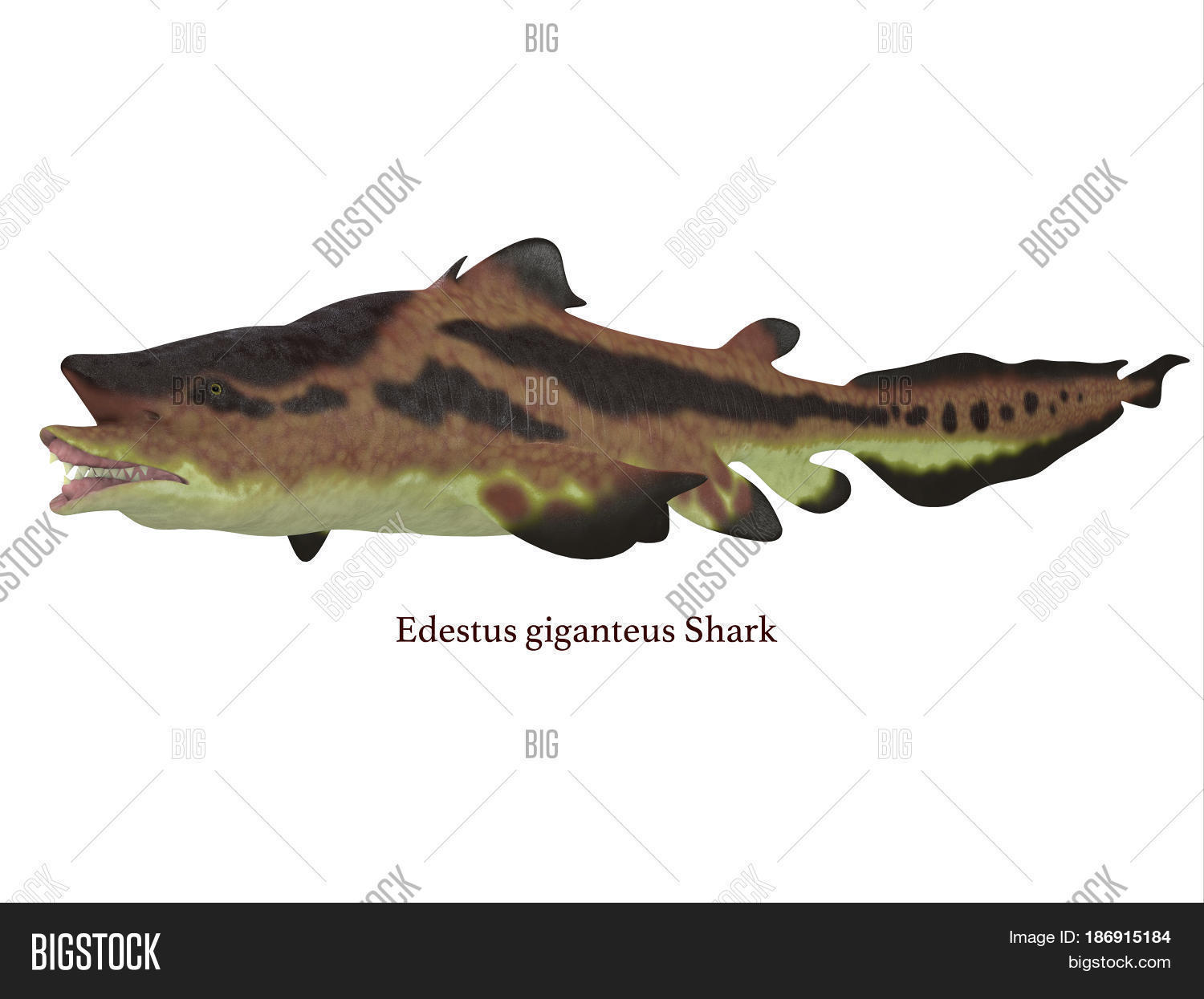 Edestus Shark Font 3d Image & Photo (Free Trial) | Bigstock