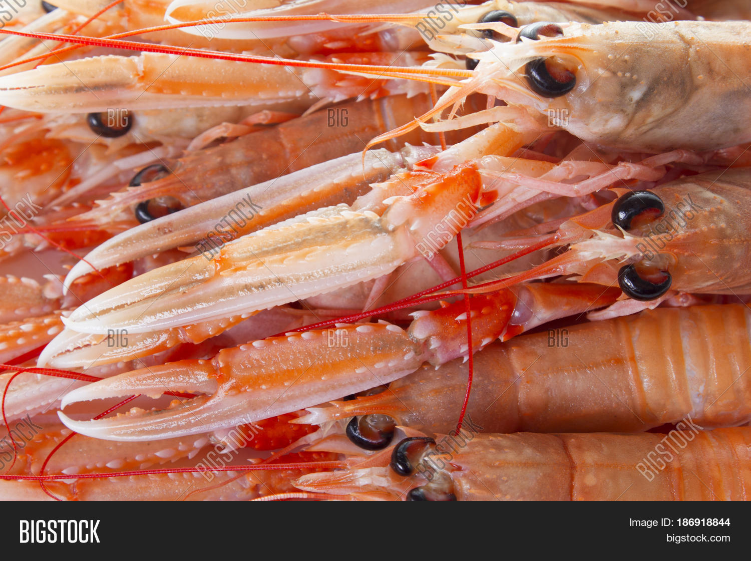 Scampi Image & Photo (Free Trial) | Bigstock