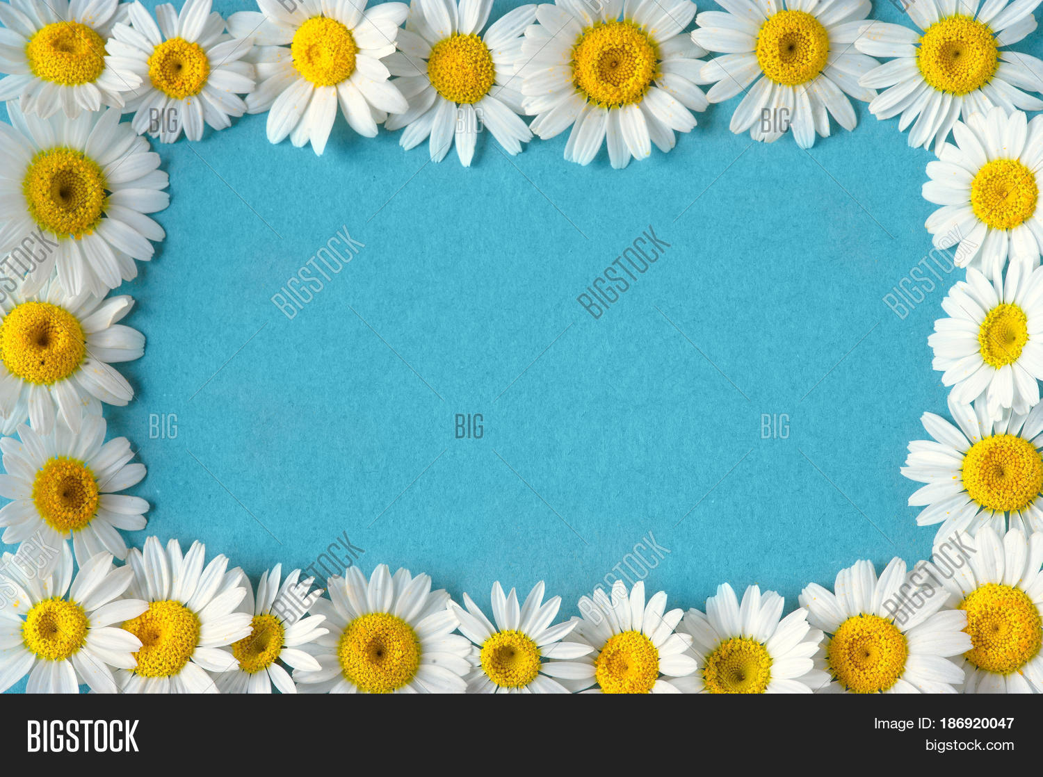 Daisy Flowers Frame On Image & Photo (Free Trial) | Bigstock