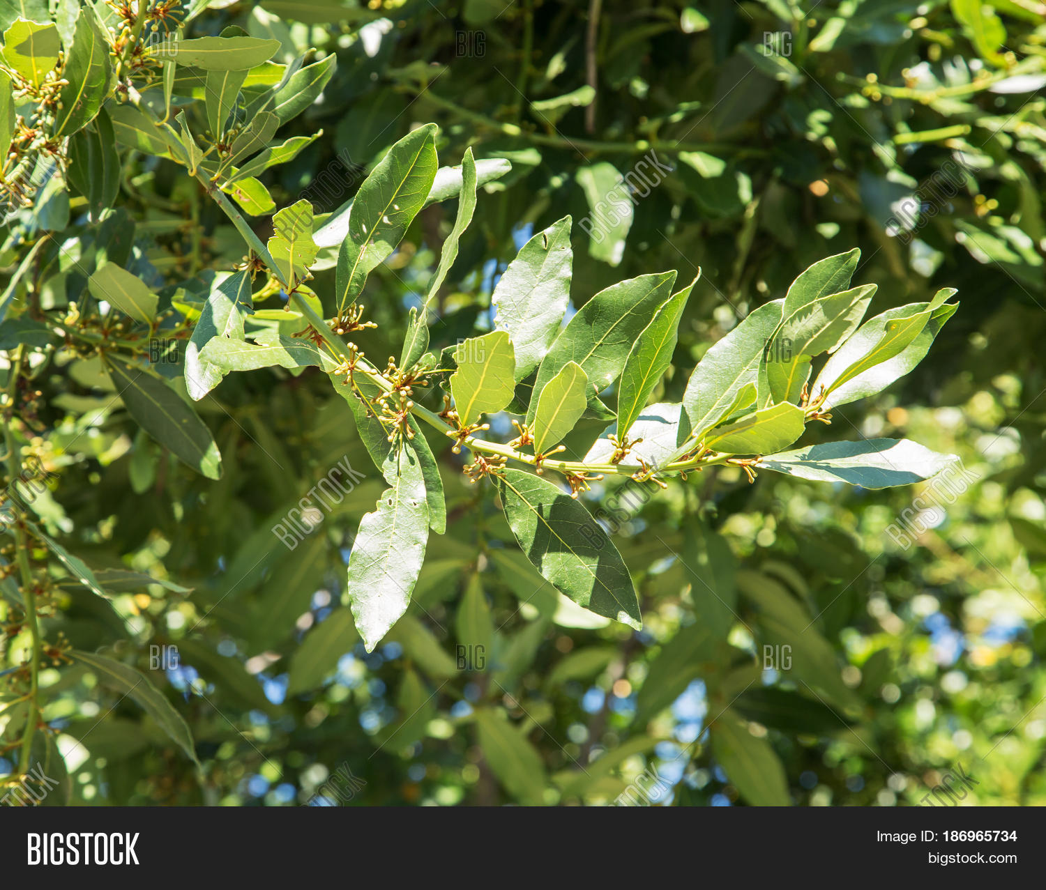 Laurel Shrub Bay Tree Image & Photo (Free Trial) | Bigstock