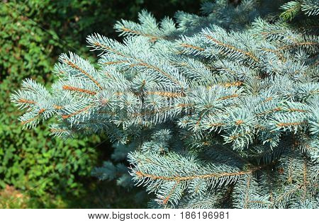 Blue Spruce Branches Image & Photo (Free Trial) | Bigstock