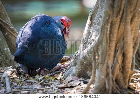 Image Pukeko Bird On Image & Photo (Free Trial) | Bigstock