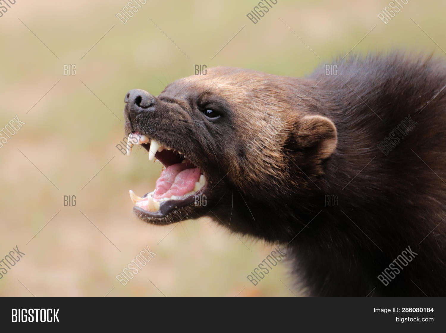 Portrait Wild Image & Photo (Free Trial) | Bigstock