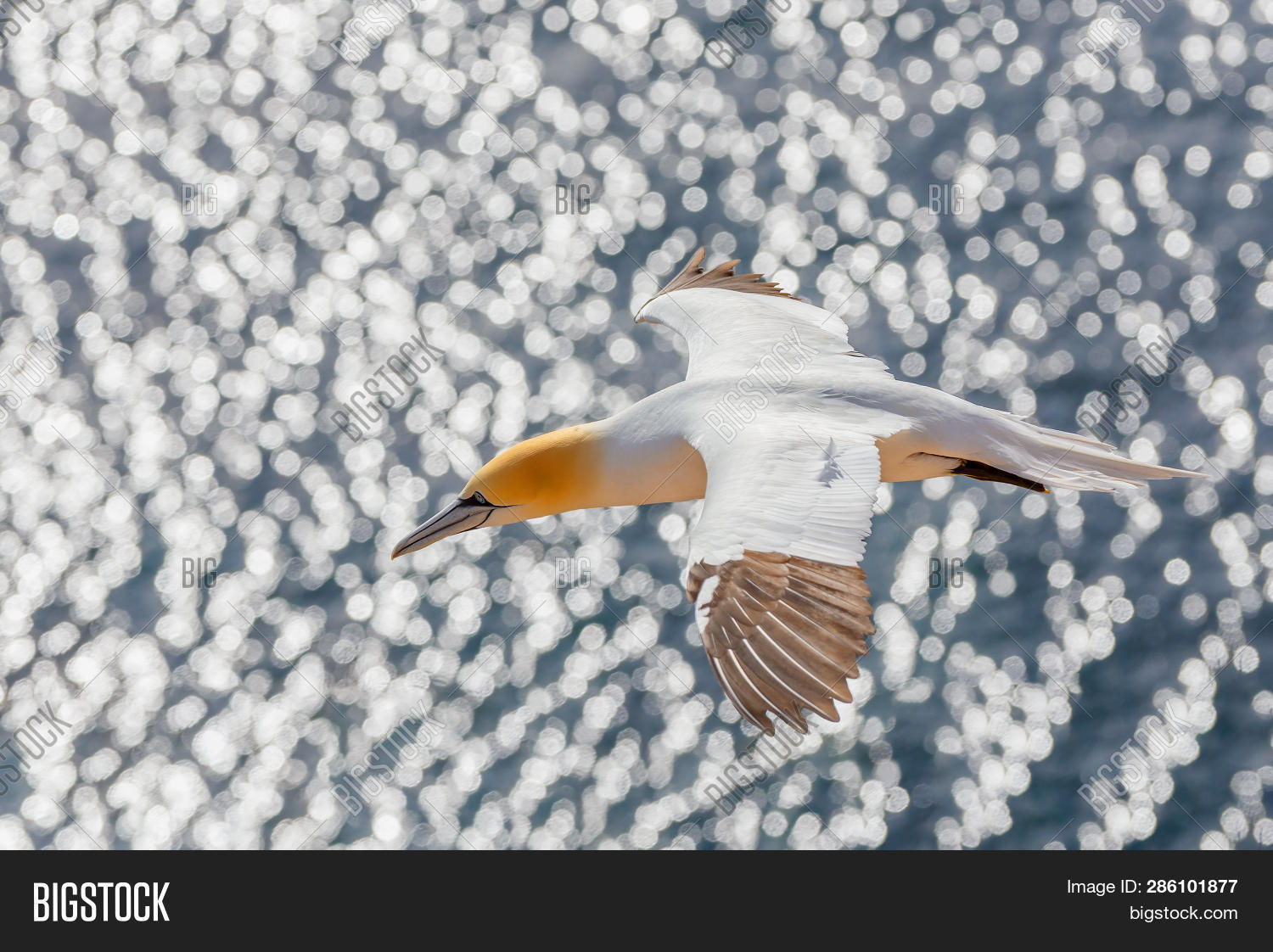 Northern Gannet (sula Image & Photo (Free Trial) | Bigstock