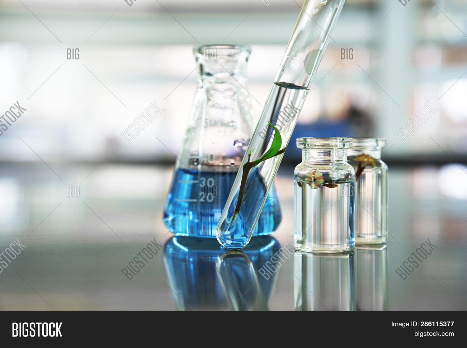 Green Leave Plant Image & Photo (Free Trial) | Bigstock